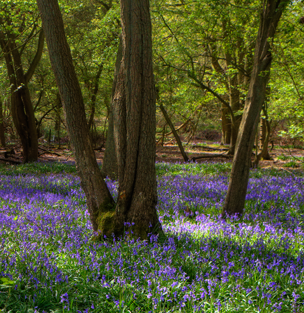 Nature Notes from Bourne Wood - April 2019 - Friends of Bourne Woods