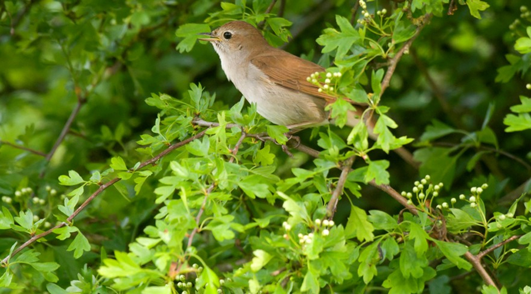 The Beautiful Song of the Nightingale - Friends of Bourne Woods